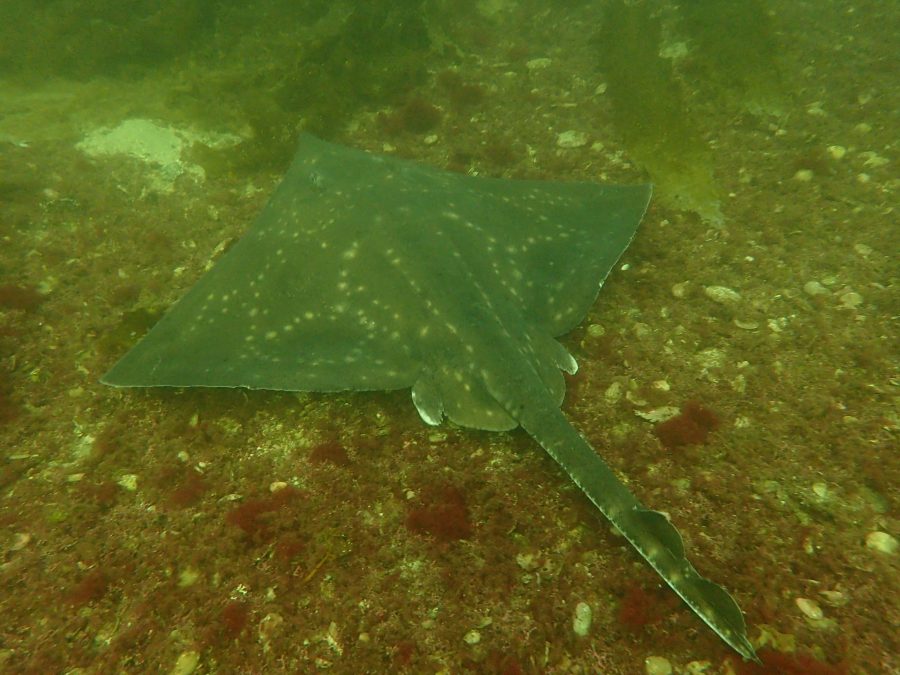 'Clam cam' reveals flapper skate nursery - CCN Scotland