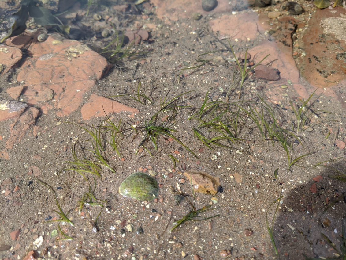 Restoration Forth: the seagrass search begins - CCN Scotland