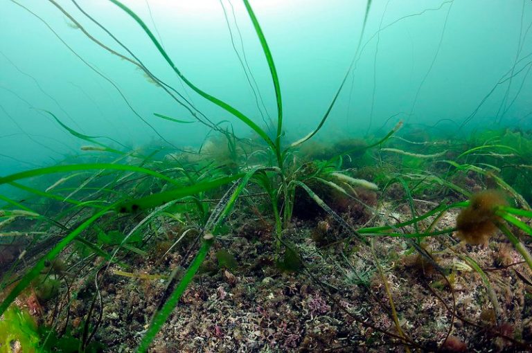 Scotland's first seagrass restoration guide - CCN Scotland