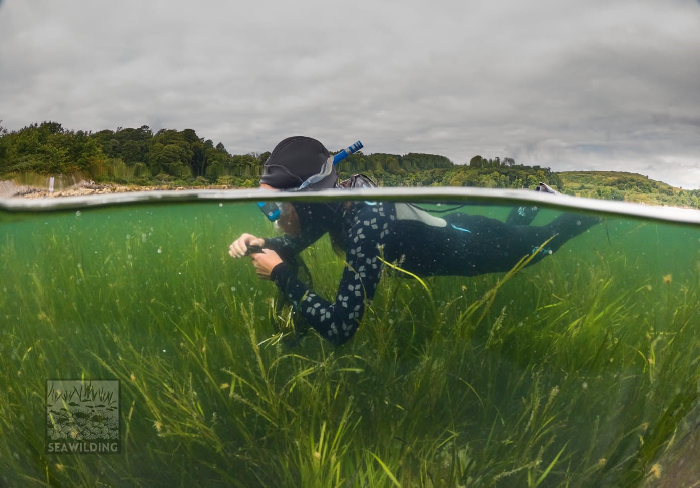 Seagrass Harvest Open Day at Loch Craignish! - CCN Scotland