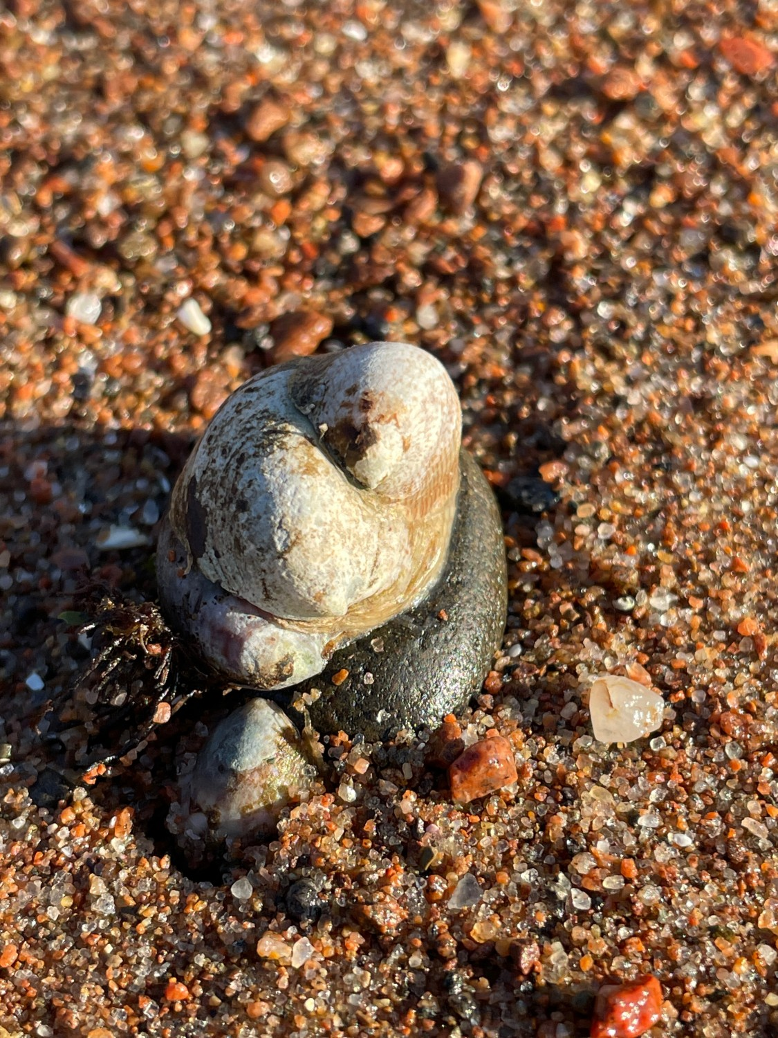 Citizen Science in Action: Blog by Moray Ocean Community - CCN Scotland